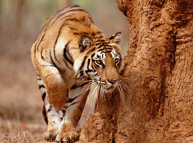 Tiger Yield: Diverse Strategies to Coat Plasma Chamber Components